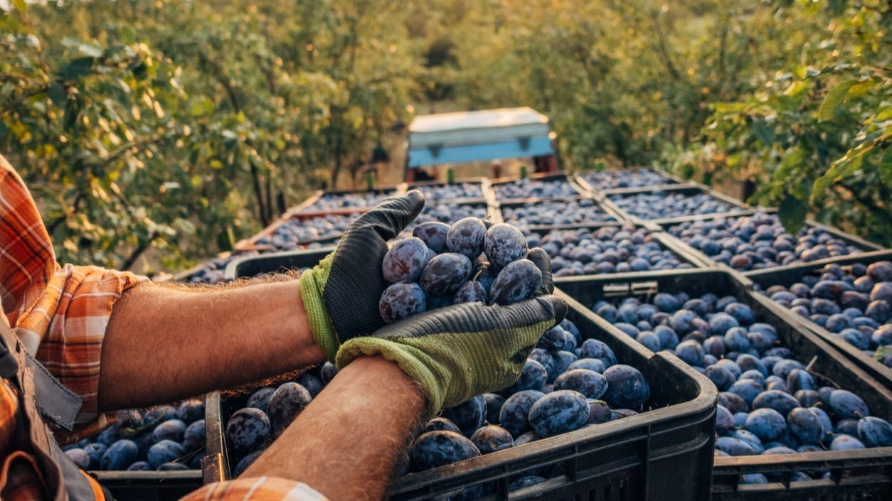 The Essential Guide To Agribusiness And Food Production Success